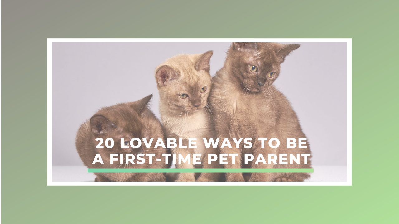 20 Lovable Ways to Be a First-Time Pet Parent – Extravis