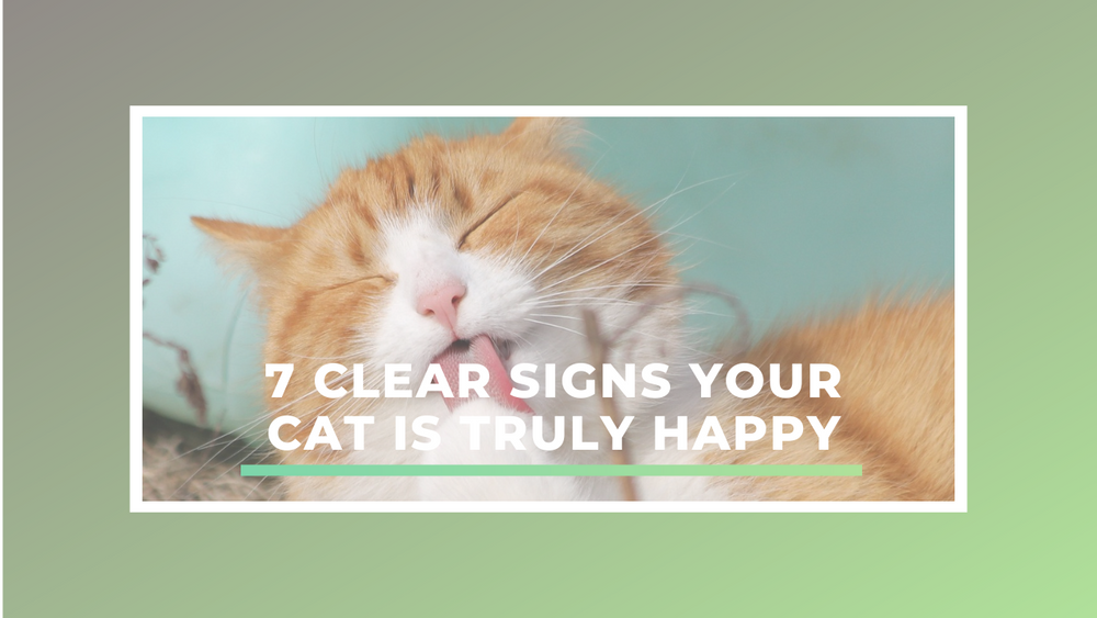 7 Clear Signs Your Cat Is Truly Happy And What They Mean Extravis