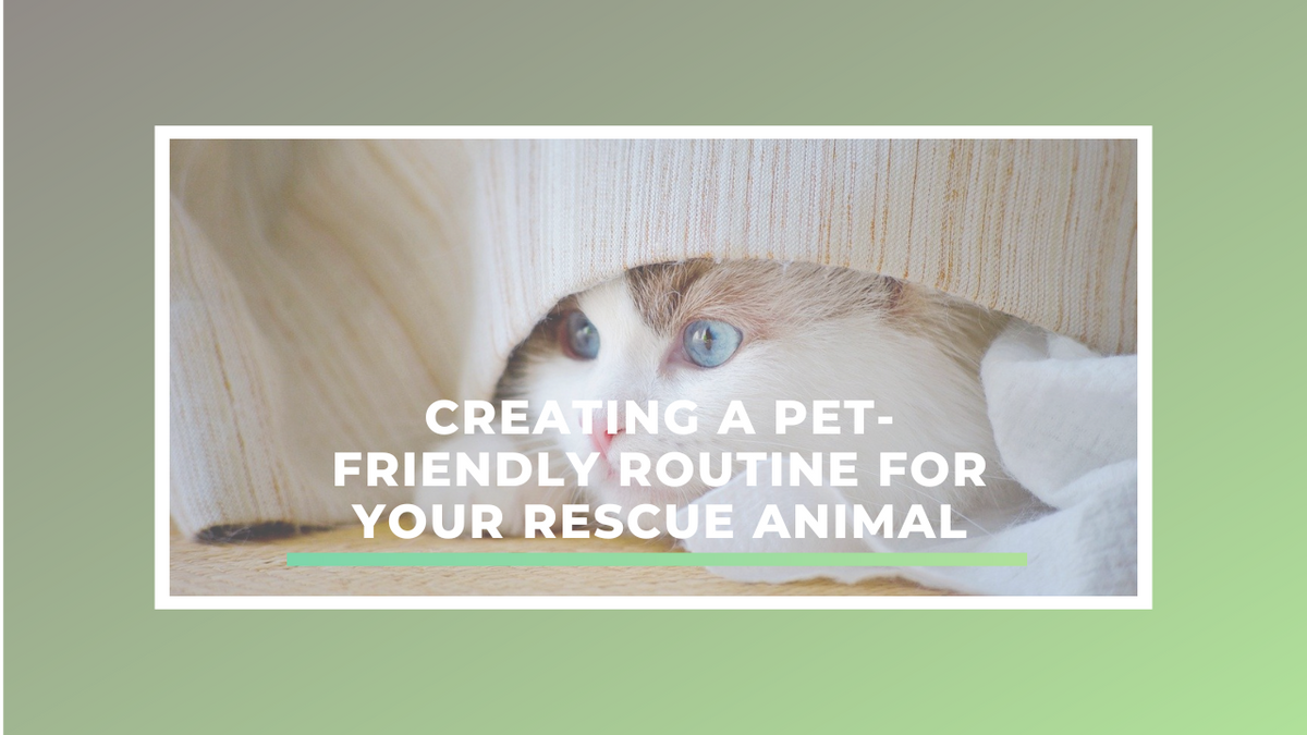Creating a Pet-Friendly Routine for Your Rescue Animal – Extravis