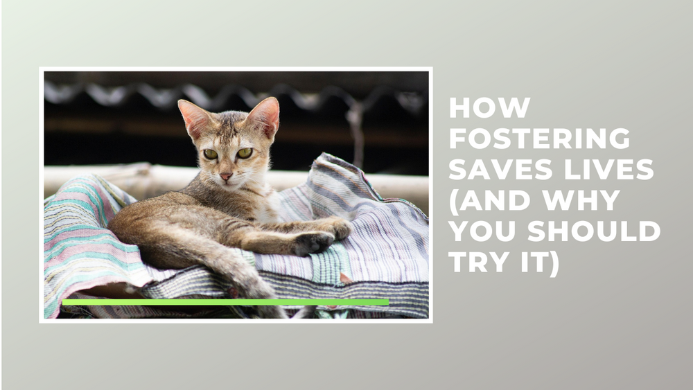 How Fostering Saves Lives (And Why You Should Try It) – Extravis