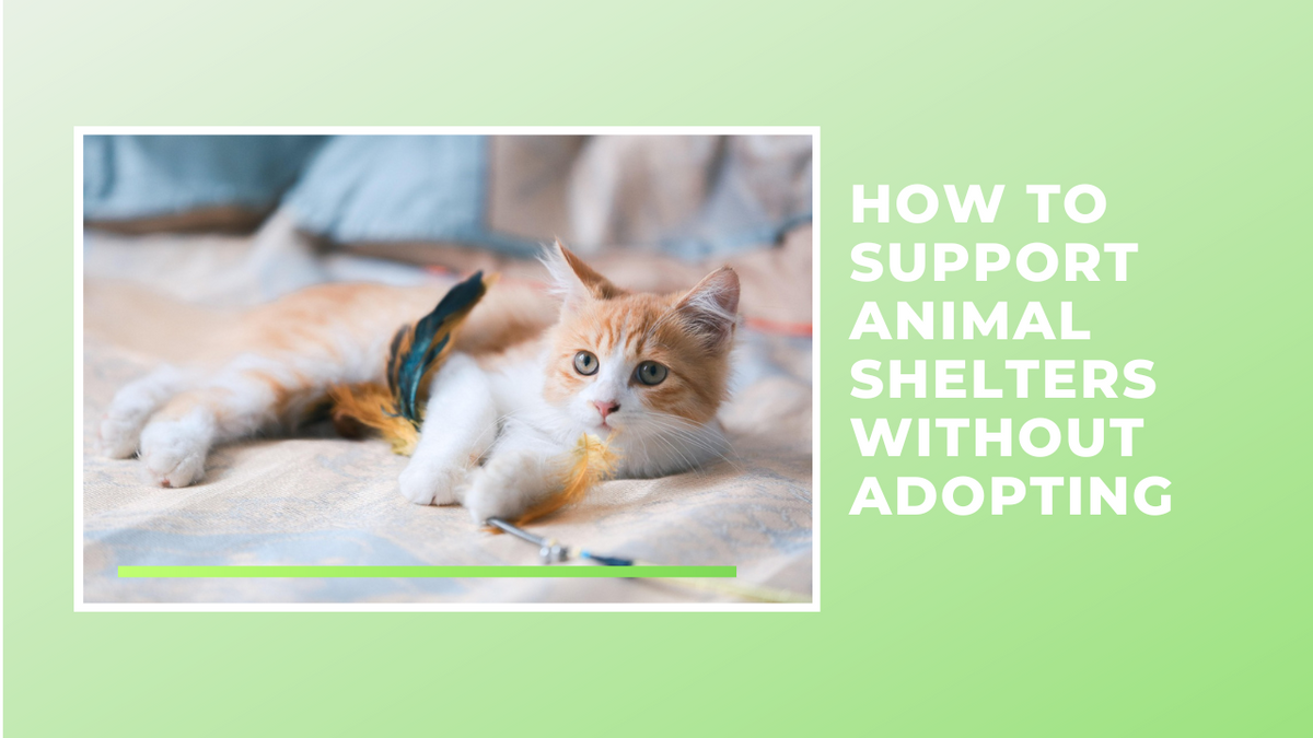 How to Support Animal Shelters Without Adopting – Extravis