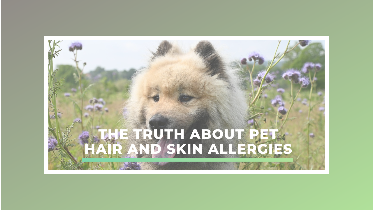 The Truth About Pet Hair and Skin Allergies – Extravis